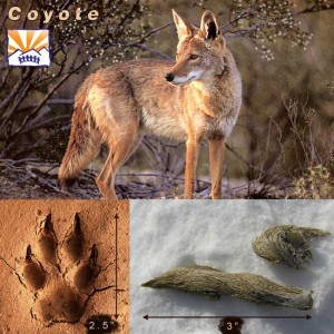Outdoor Education School Science Camps California